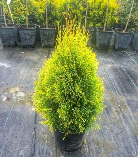 Туя западная Голден Смарагд (Golden Smaragd) Сумка70л 150-160 см, цена ...